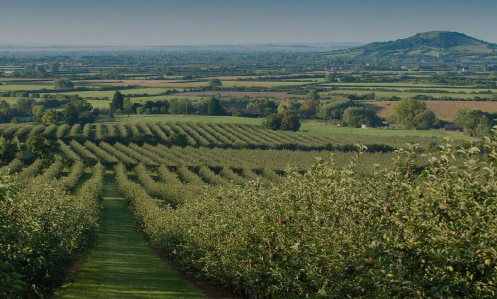 L74 - Ciders by Wild Harvest